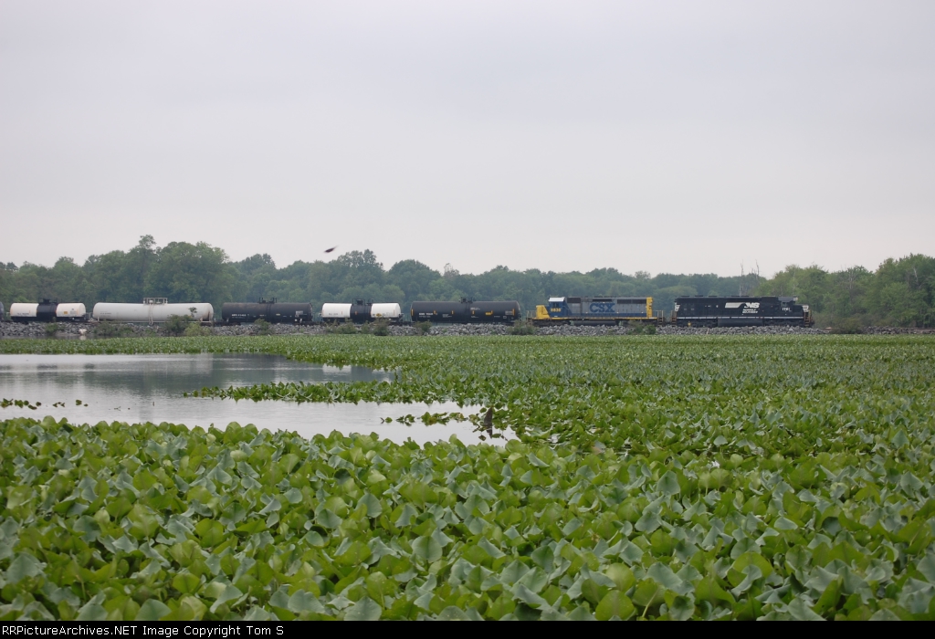 CSAO CA-11 at Thorofare Marsh